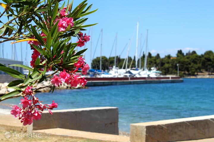 Preko, Island Ugljan - Croatia guide | Adriatic.hr